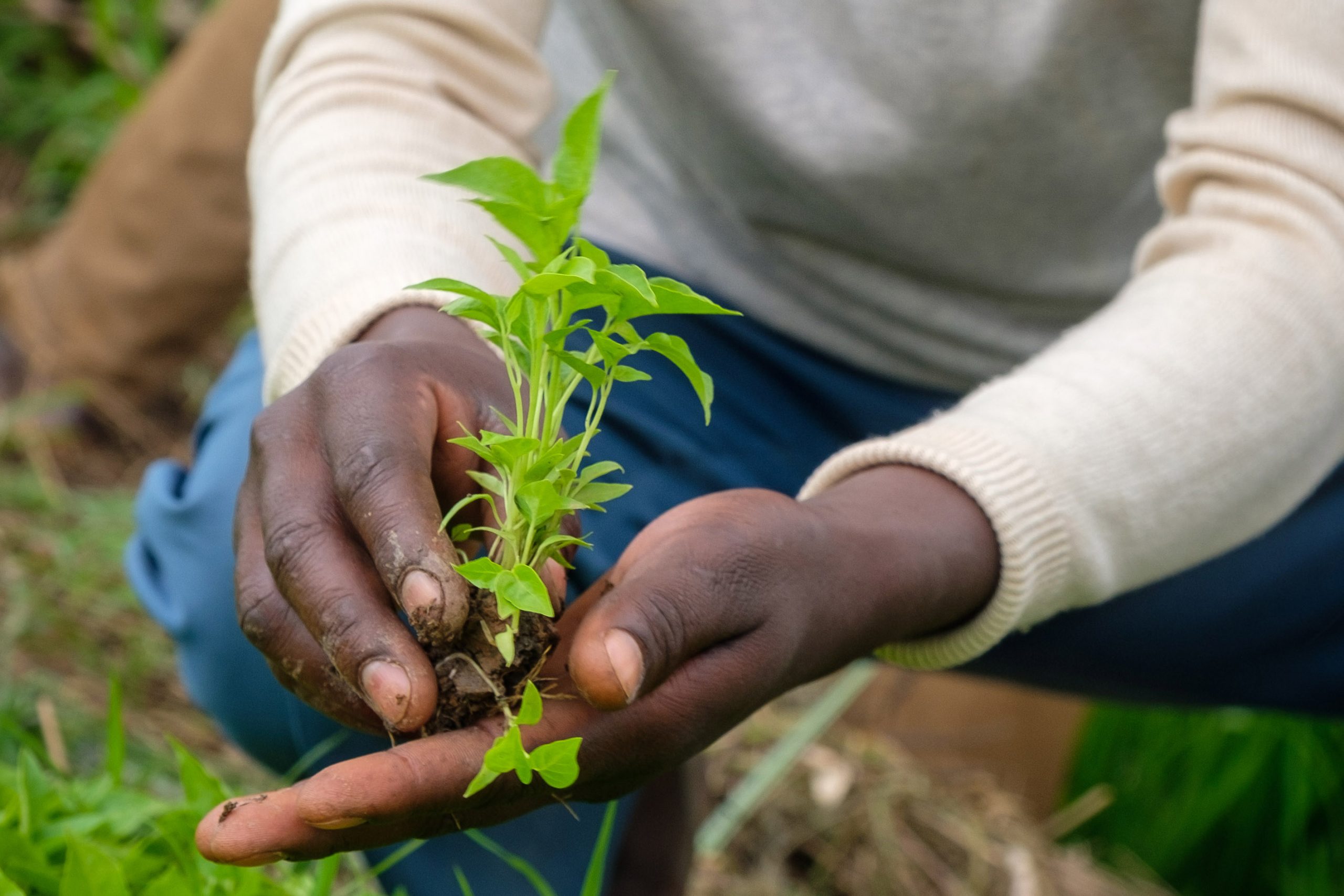 WORKSHOP ON AVOCADO SUPPLY CHAIN IN KENYA - COLEACP NEWS