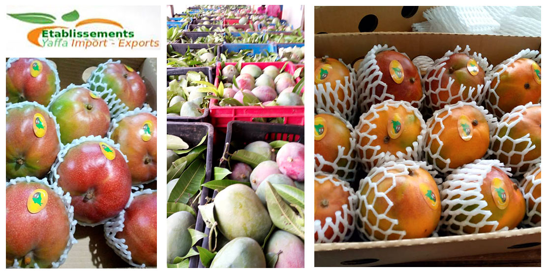 Mali: Mango exporter ETS Yaffa & Frères benefits from a business loan ...