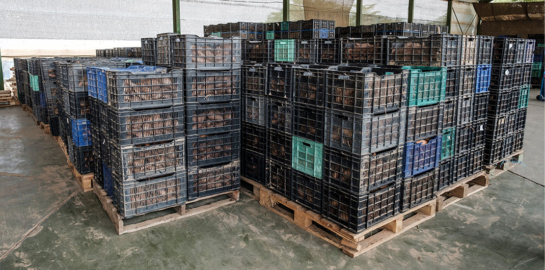 FAO market access training for Ethiopia – COLEACP NEWS