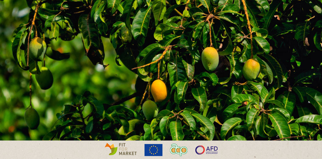 West Africa: Identifying and assessing mango waste - COLEACP NEWS