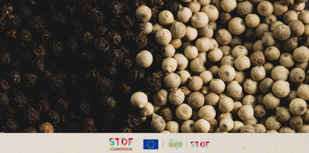 STDF Cameroon project on Penja pepper concludes – COLEACP NEWS
